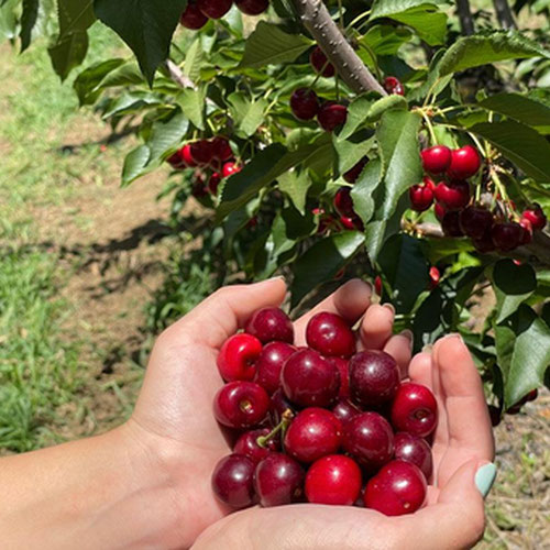 Order Up Organics | Order Up Organics | Leonard, MI, US