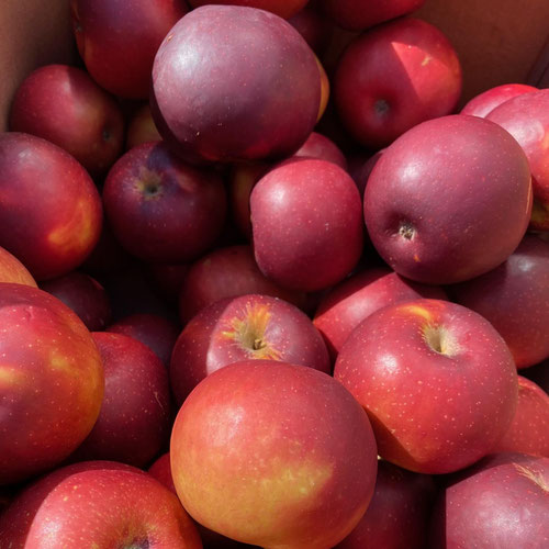 Laughing Buddha Nursery | Online Store