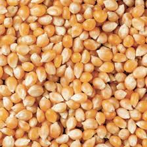 Popcorn (1 lb) | Gorman Farm Fresh Produce | Monee, IL, US