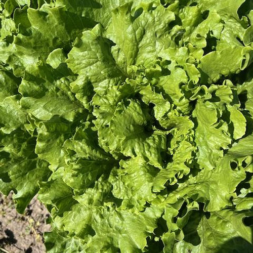 Lettuce & greens | Gorman Farm Fresh Produce | Monee, IL, US