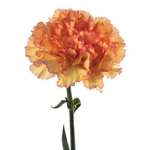 PickaFlor Floral Wholesaler | Welcome to our Online Store! | Winnipeg,...