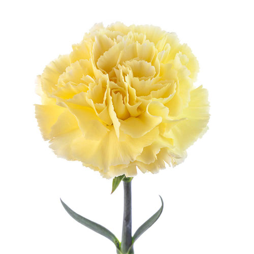 PickaFlor Floral Wholesaler | Welcome to our Online Store! | Winnipeg,...