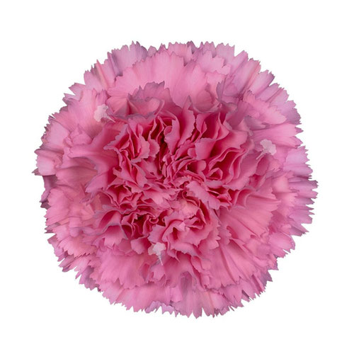 PickaFlor Floral Wholesaler | Welcome to our Online Store! | Winnipeg,...