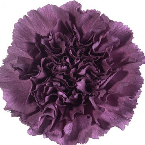 PickaFlor Floral Wholesaler | Welcome to our Online Store! | Winnipeg,...