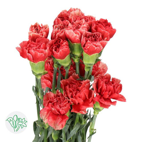 PickaFlor Floral Wholesaler | Welcome to our Online Store! | Winnipeg,...