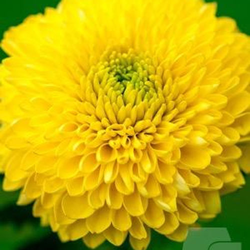 Disbud Yellow | PickaFlor Floral Wholesaler | Winnipeg, MB, CA