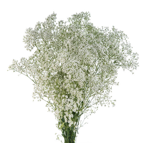 PickaFlor Floral Wholesaler | Welcome to our Online Store! | Winnipeg,...