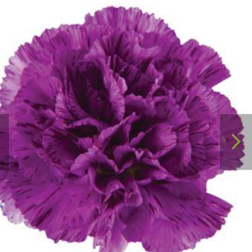 PickaFlor Floral Wholesaler | Welcome to our Online Store! | Winnipeg,...