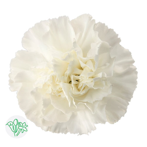 PickaFlor Floral Wholesaler | Welcome to our Online Store! | Winnipeg,...