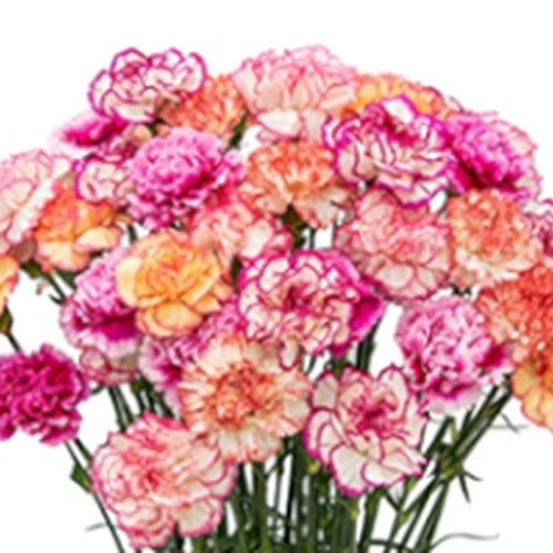 PickaFlor Floral Wholesaler | Welcome to our Online Store! | Winnipeg,...