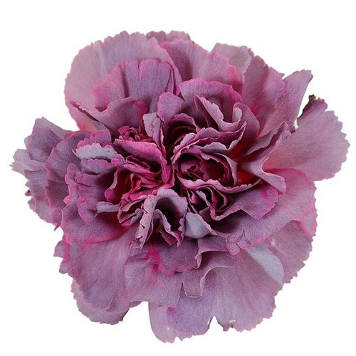 PickaFlor Floral Wholesaler | Welcome to our Online Store! | Winnipeg,...