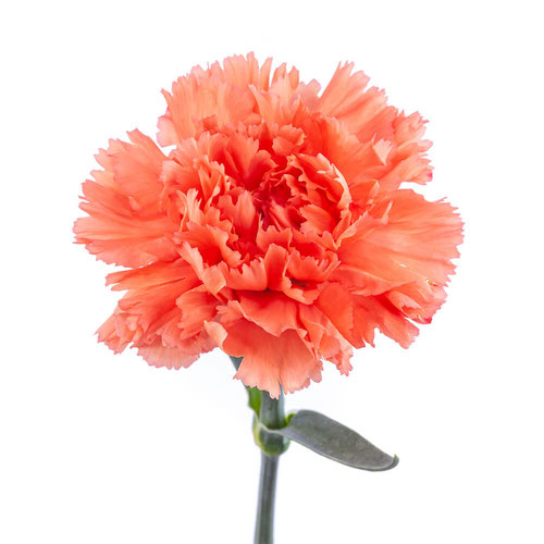 PickaFlor Floral Wholesaler | Welcome to our Online Store! | Winnipeg,...