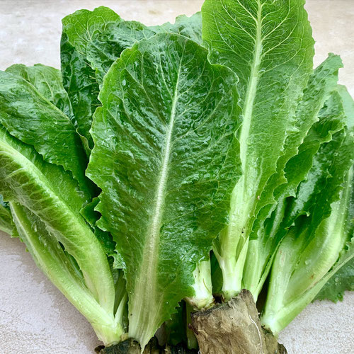 Harmony Grove Farm | Harmony Grove Farm Online Store | Harrisville, PA...