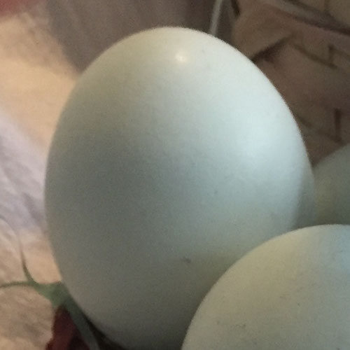 The Edge Farms | Retail | Phoenixville, PA, US