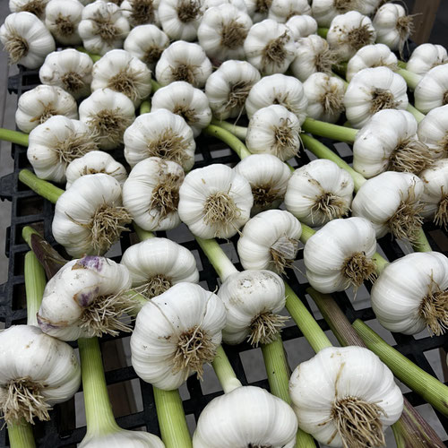 Good Stead Farm's Online Farm Store | Welcome to Good Stead Farm's Onl...