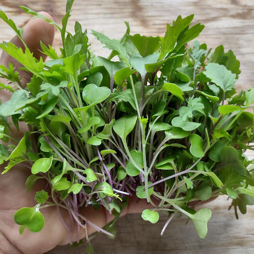 Good Stead Farm's Online Farm Store | Welcome to Good Stead Farm's Onl...