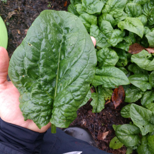 Good Stead Farm's Online Farm Store | Welcome to Good Stead Farm's Onl...