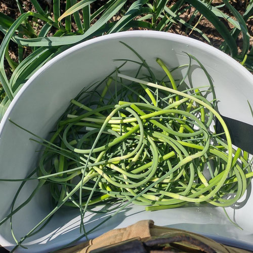 Good Stead Farm's Online Farm Store | Welcome to Good Stead Farm's Onl...