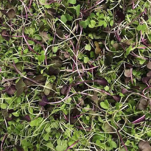 Good Stead Farm's Online Farm Store | Welcome to Good Stead Farm's Onl...