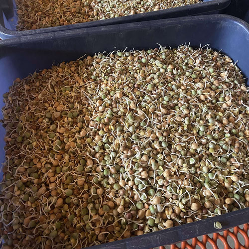 Wise Earth Farm | Welcome to our store! | Kelowna, BC, CA