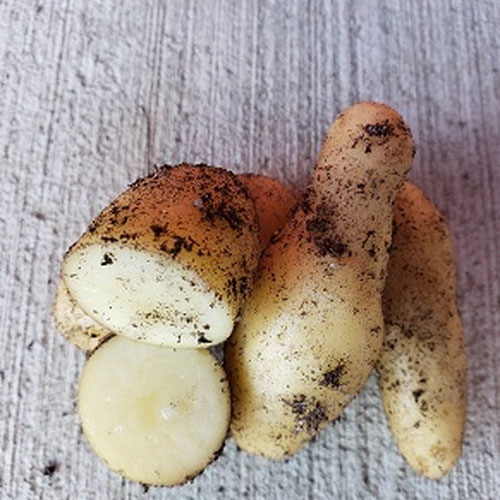 Helmers Organic Farm PACS 16-019 | Seed Potato Catalogue | Pemberton,...