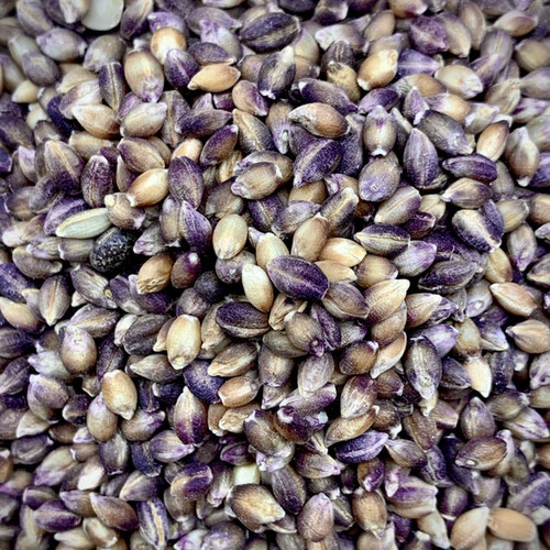 Grain - Tibetan Purple Barley | Laughing Duck Farm | Newcastle, CA, US