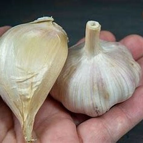 Laughing Duck Farm | In the Business of Nourishing | Newcastle, CA, US