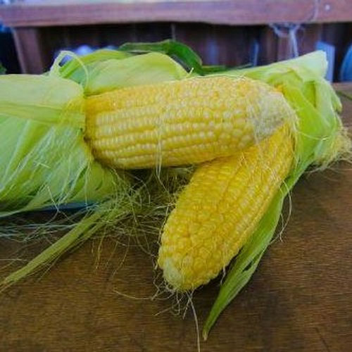 Laughing Duck Farm | In the Business of Nourishing | Newcastle, CA, US