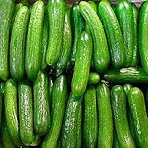 Cucumbers - Special - Persian Baby Green Fingers | Nancy's Nursery | C...