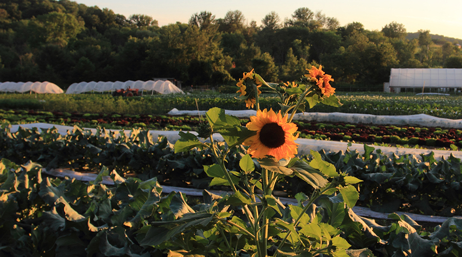 True Love Farm | Welcome to True Love Farm's Pre-order Store | North B...