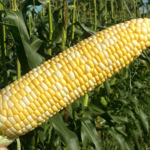 Strawberry Hill Market | Our products | Pembroke, NB, CA