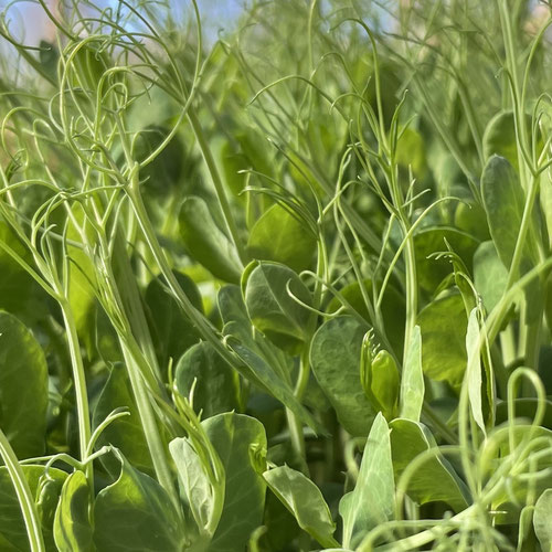 We Grow Microgreens, LLC | My Products | Boston, MA, US