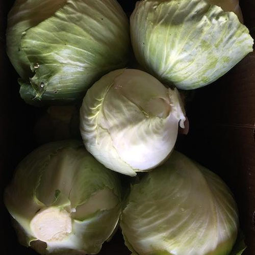 Little Pond Farm | Welcome to the new season! | Bushnell, FL, US