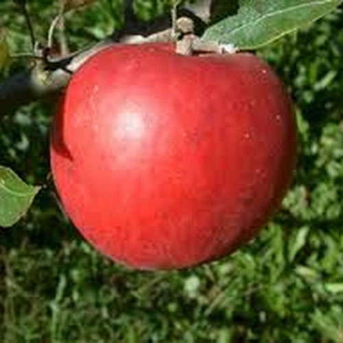 Turkey Creek Trees | Welcome to the Turkey Creek Trees Store | Meriden...