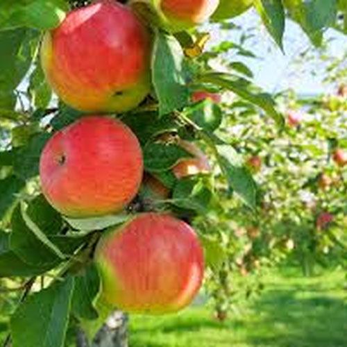 Turkey Creek Trees | Welcome to the Turkey Creek Trees Store | Meriden...