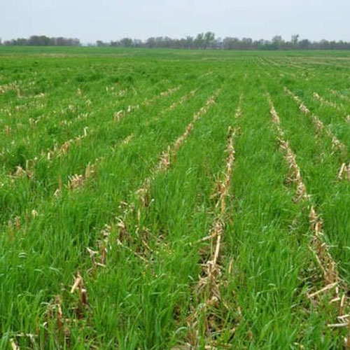 Cereal Rye | Turkey Creek Trees