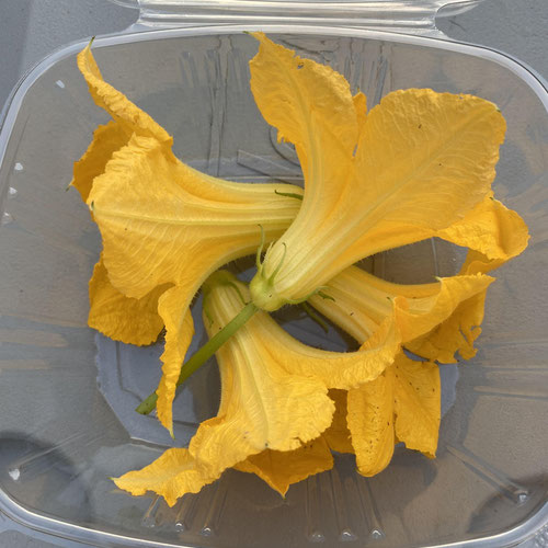 Blackberry Pond Farm | WELCOME TO THE CSA MEMBERS ONLY STORE | Martin,...