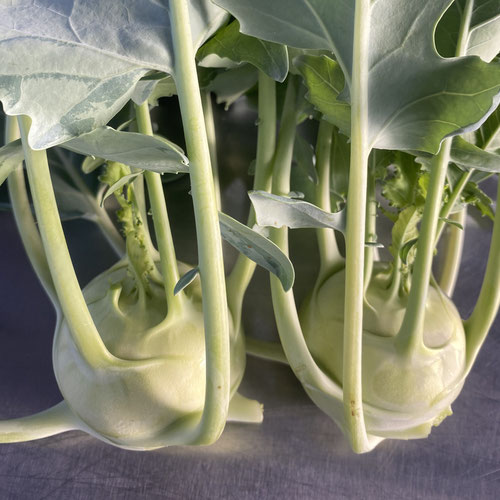 Blackberry Pond Farm | WELCOME TO THE CSA MEMBERS ONLY STORE | Martin,...