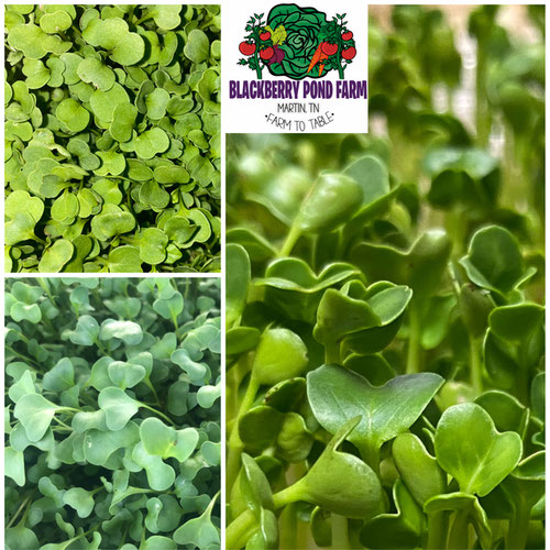 Blackberry Pond Farm | WELCOME TO THE CSA MEMBERS ONLY STORE | Martin,...