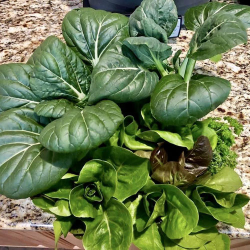 Blackberry Pond Farm | WELCOME TO THE CSA MEMBERS ONLY STORE | Martin,...