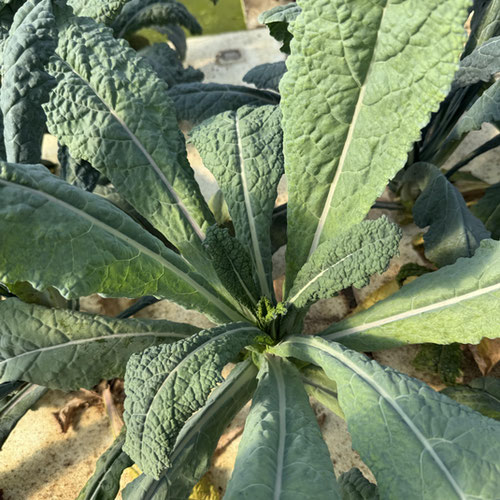 Blackberry Pond Farm | WELCOME TO THE CSA MEMBERS ONLY STORE | Martin,...