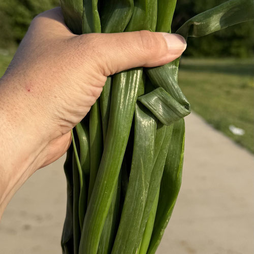 Blackberry Pond Farm | WELCOME TO THE CSA MEMBERS ONLY STORE | Martin,...