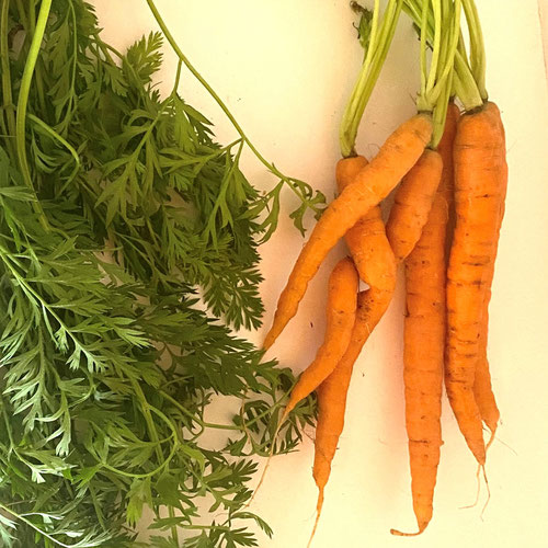 Blackberry Pond Farm | WELCOME TO THE CSA MEMBERS ONLY STORE | Martin,...