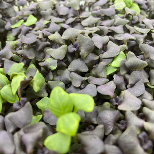 Blackberry Pond Farm | WELCOME TO THE CSA MEMBERS ONLY STORE | Martin,...