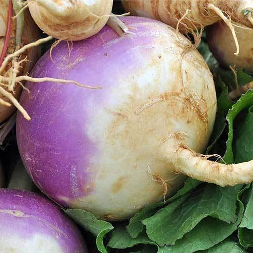 Blackberry Pond Farm | WELCOME TO THE CSA MEMBERS ONLY STORE | Martin,...