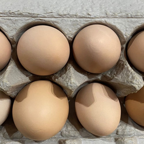 Blackberry Pond Farm | WELCOME TO THE CSA MEMBERS ONLY STORE | Martin,...