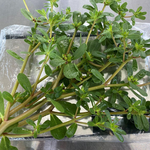 Blackberry Pond Farm | WELCOME TO THE CSA MEMBERS ONLY STORE | Martin,...