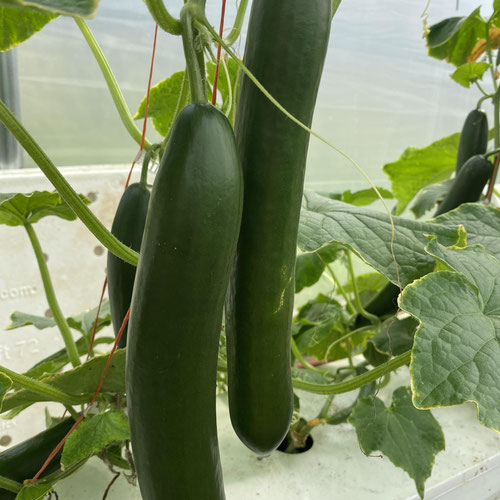 Blackberry Pond Farm | WELCOME TO THE CSA MEMBERS ONLY STORE | Martin,...