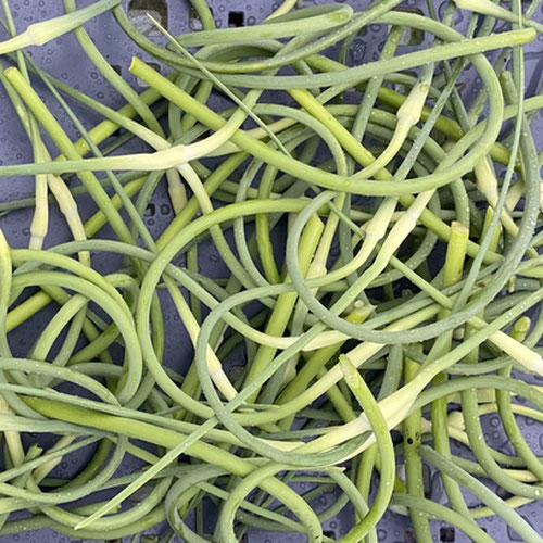 Blackberry Pond Farm | WELCOME TO THE CSA MEMBERS ONLY STORE | Martin,...