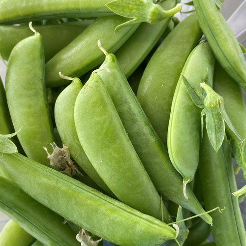 Blackberry Pond Farm | WELCOME TO THE CSA MEMBERS ONLY STORE | Martin,...